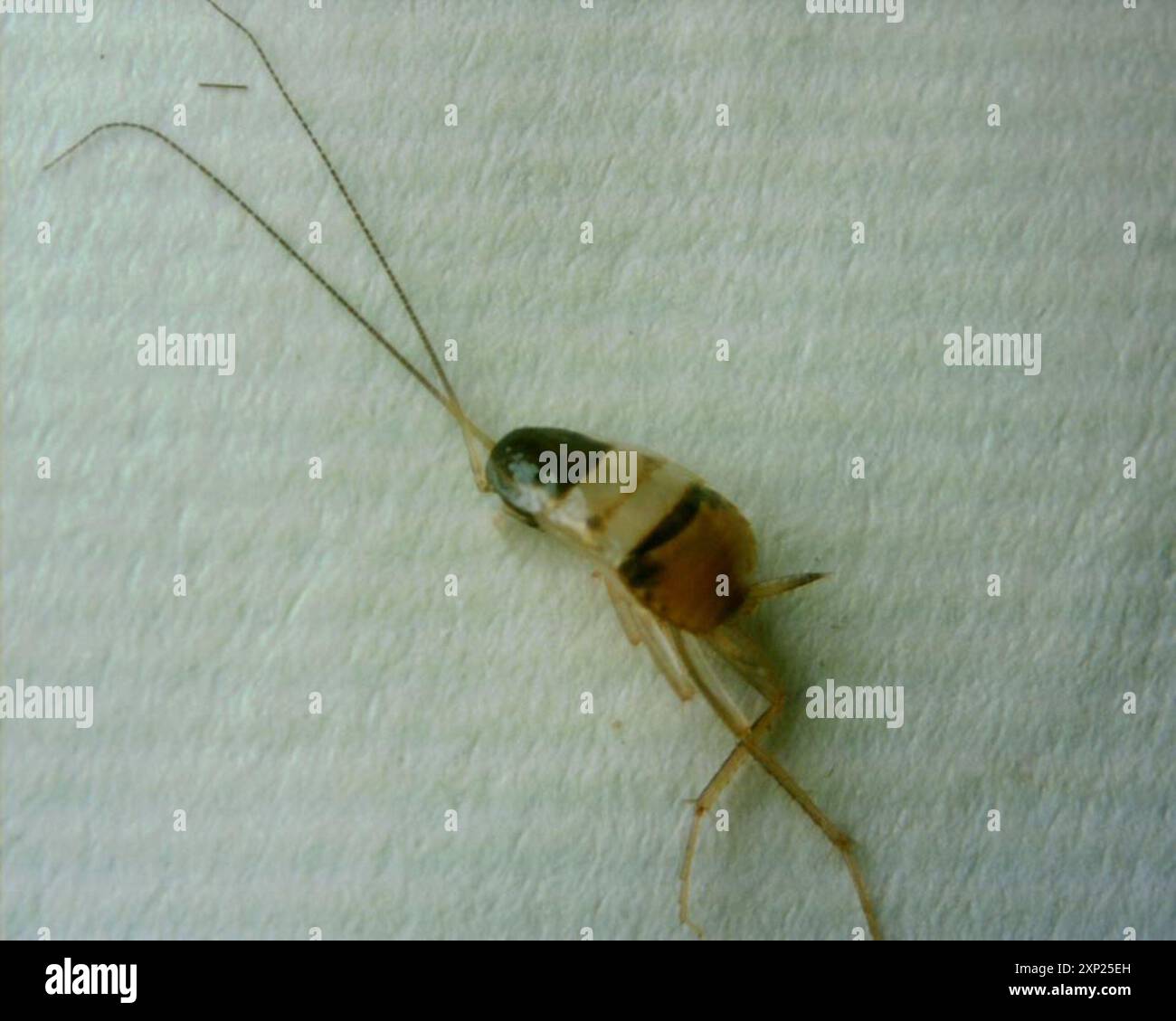 Brown-banded Cockroach (Supella longipalpa) Insecta Stock Photo - Alamy