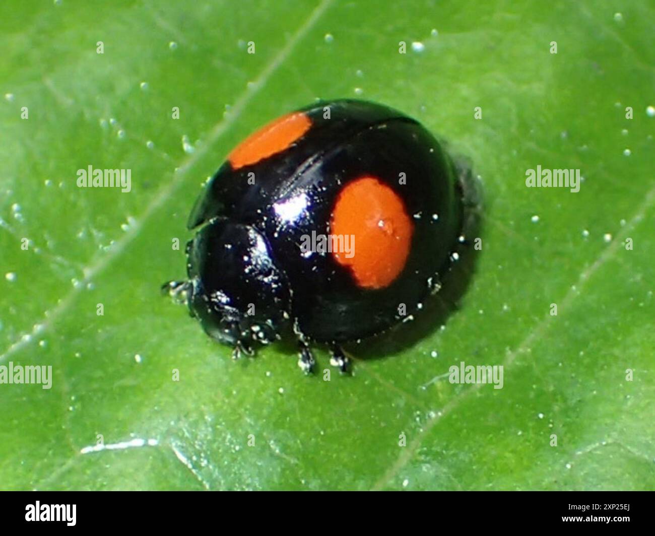 Cactus Lady Beetle (Chilocorus cacti) Insecta Stock Photo - Alamy