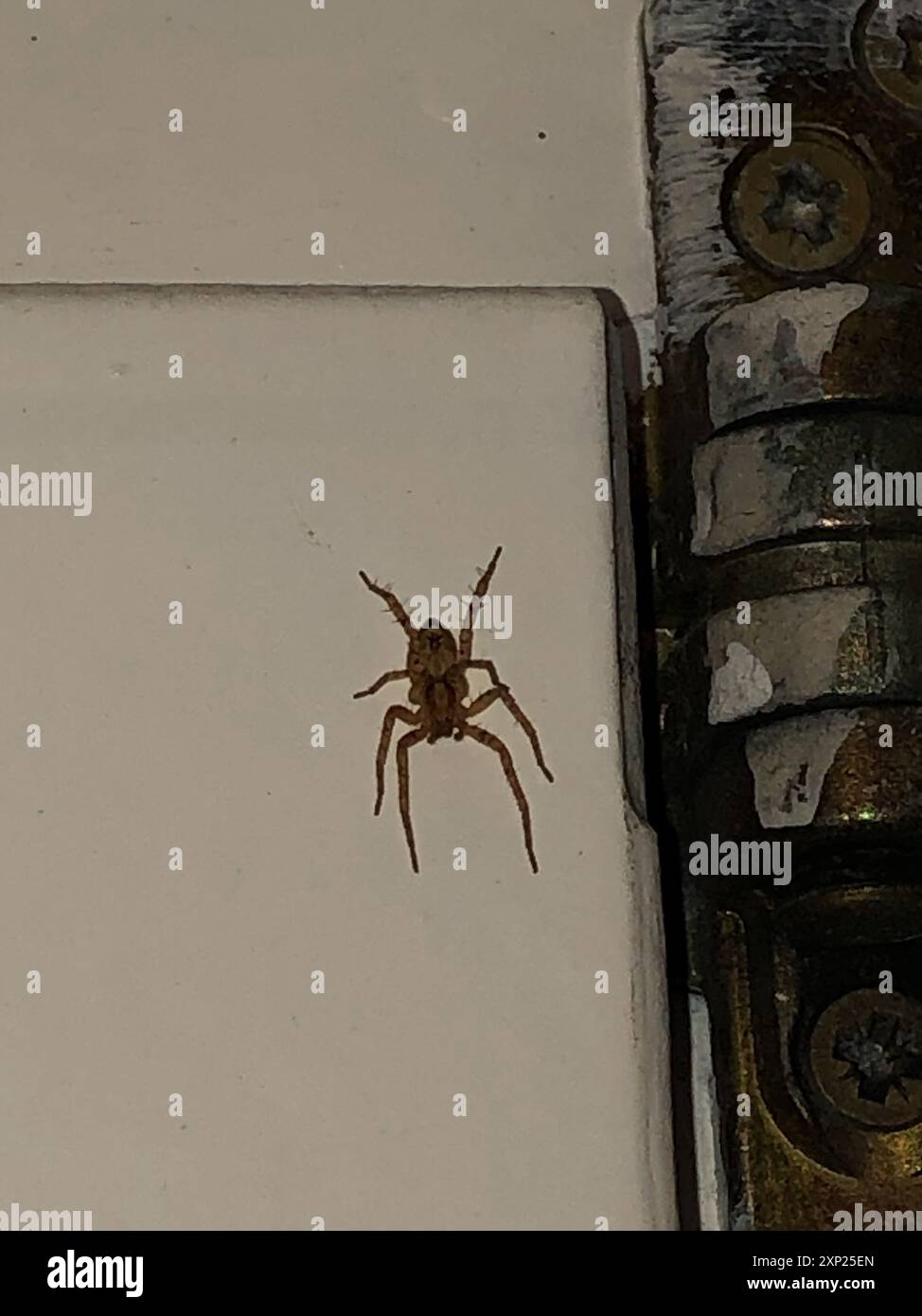 Buzzing Spider (Anyphaena accentuata) Arachnida Stock Photo - Alamy