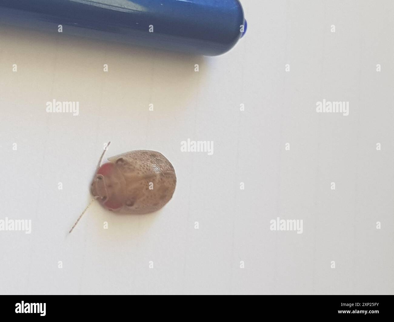 Eucalyptus Tortoise Beetle (Paropsis charybdis) Insecta Stock Photo - Alamy