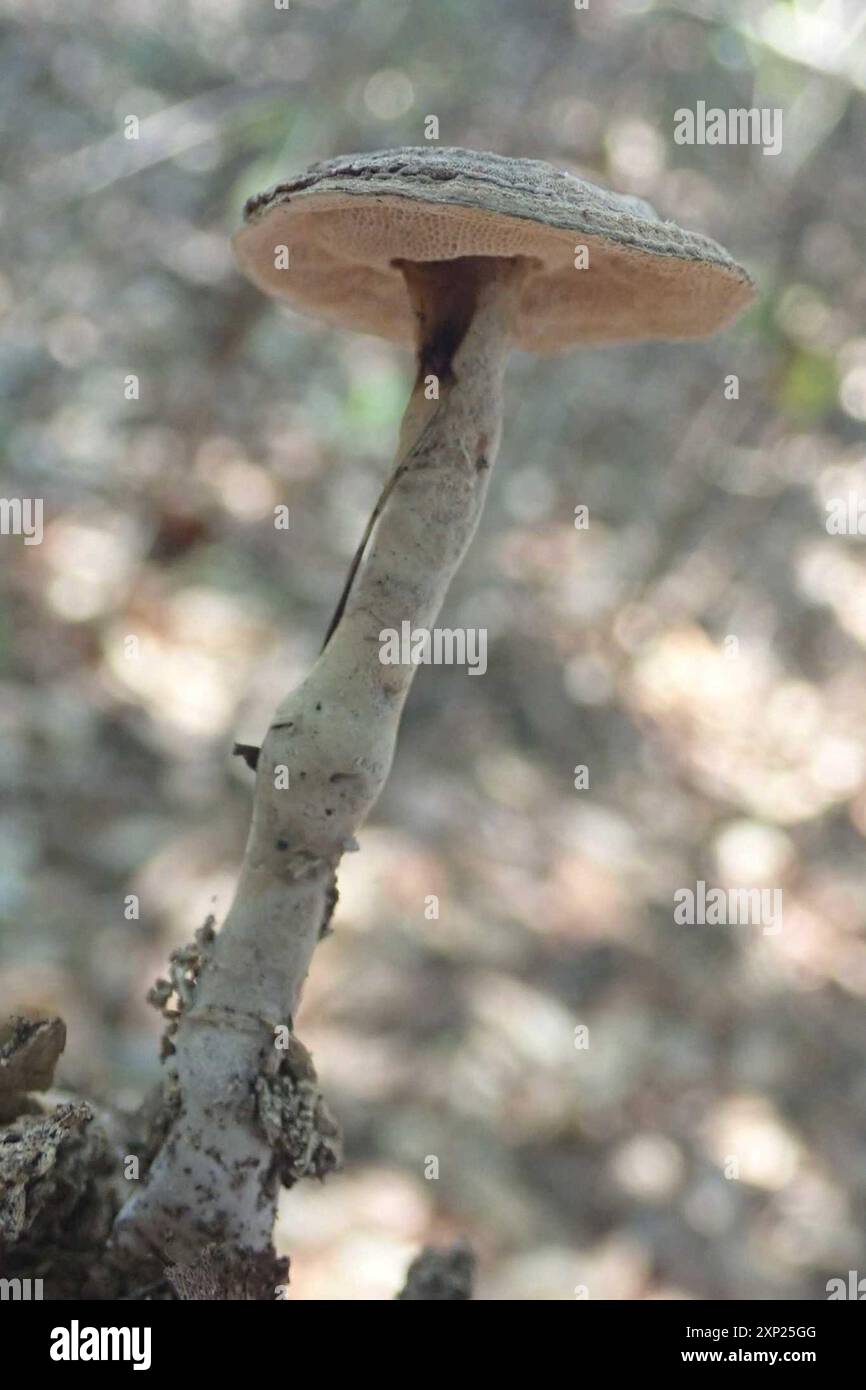 (Lignosus sacer) Fungi Stock Photo - Alamy