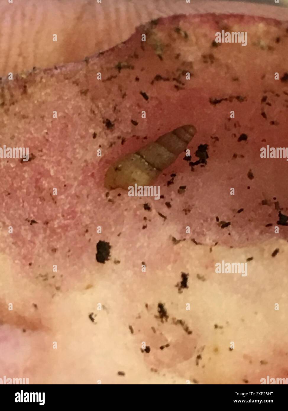 Awl Snails and Allies (Subulininae) Mollusca Stock Photo - Alamy