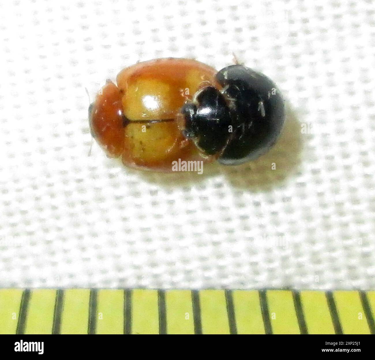 Lady Beetles (Coccinellidae) Insecta Stock Photo - Alamy