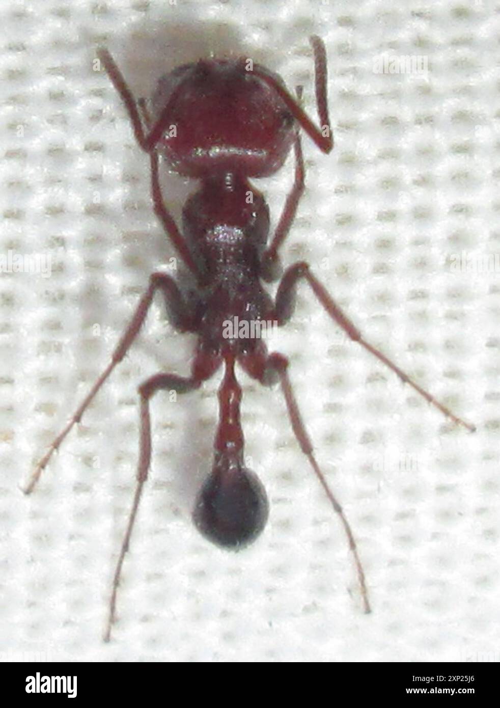 Hotrod Ants (Ocymyrmex) Insecta Stock Photo - Alamy