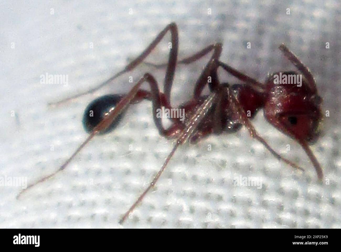 Hotrod Ants (Ocymyrmex) Insecta Stock Photo - Alamy