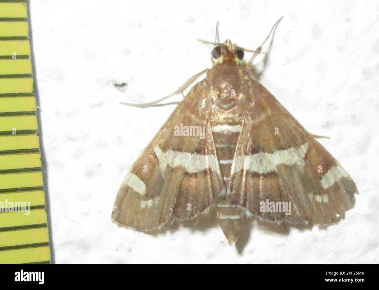 Hawaiian Beet Webworm Moth (Spoladea recurvalis) Insecta Stock Photo ...