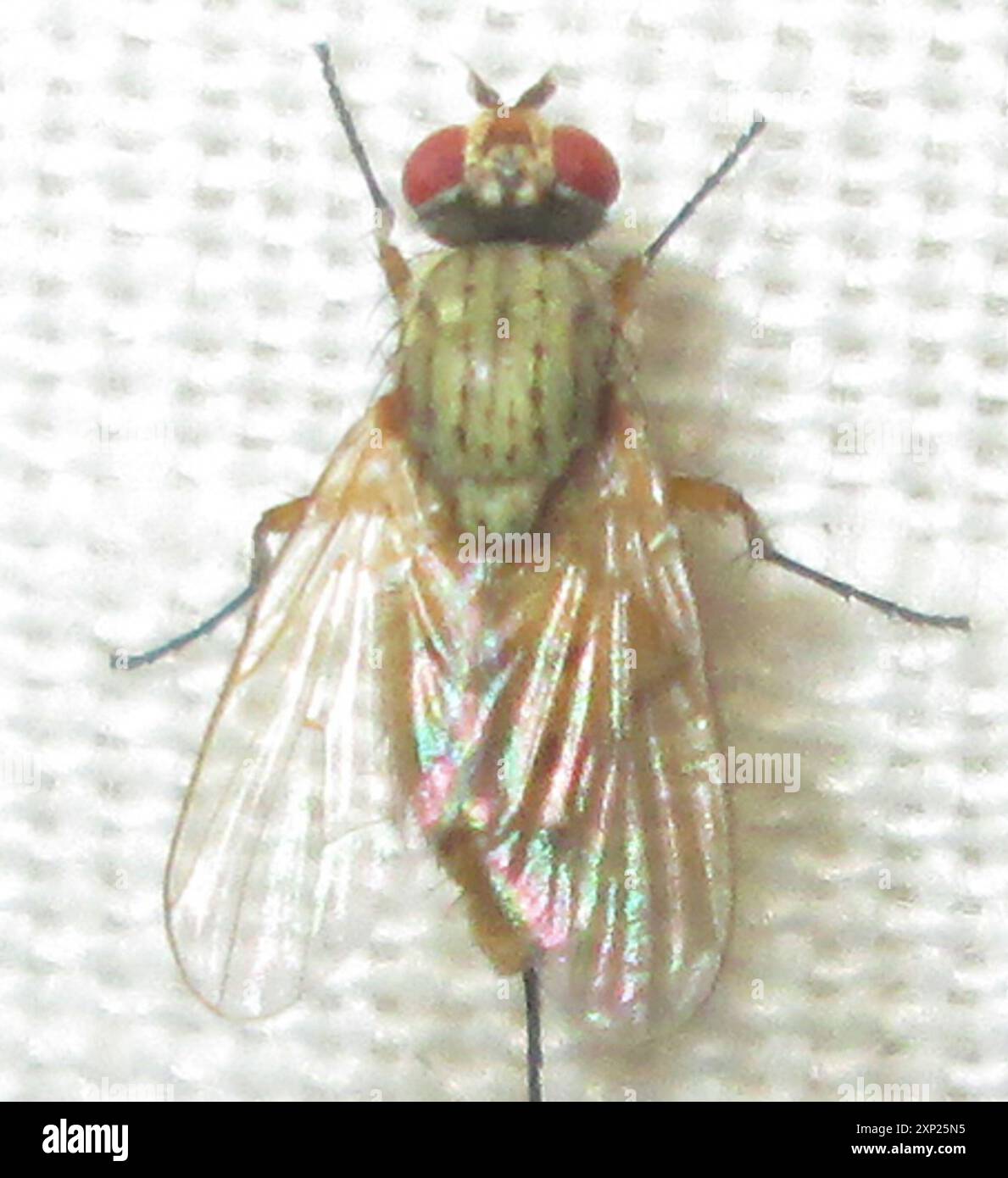 Shoot Flies (Atherigona) Insecta Stock Photo - Alamy