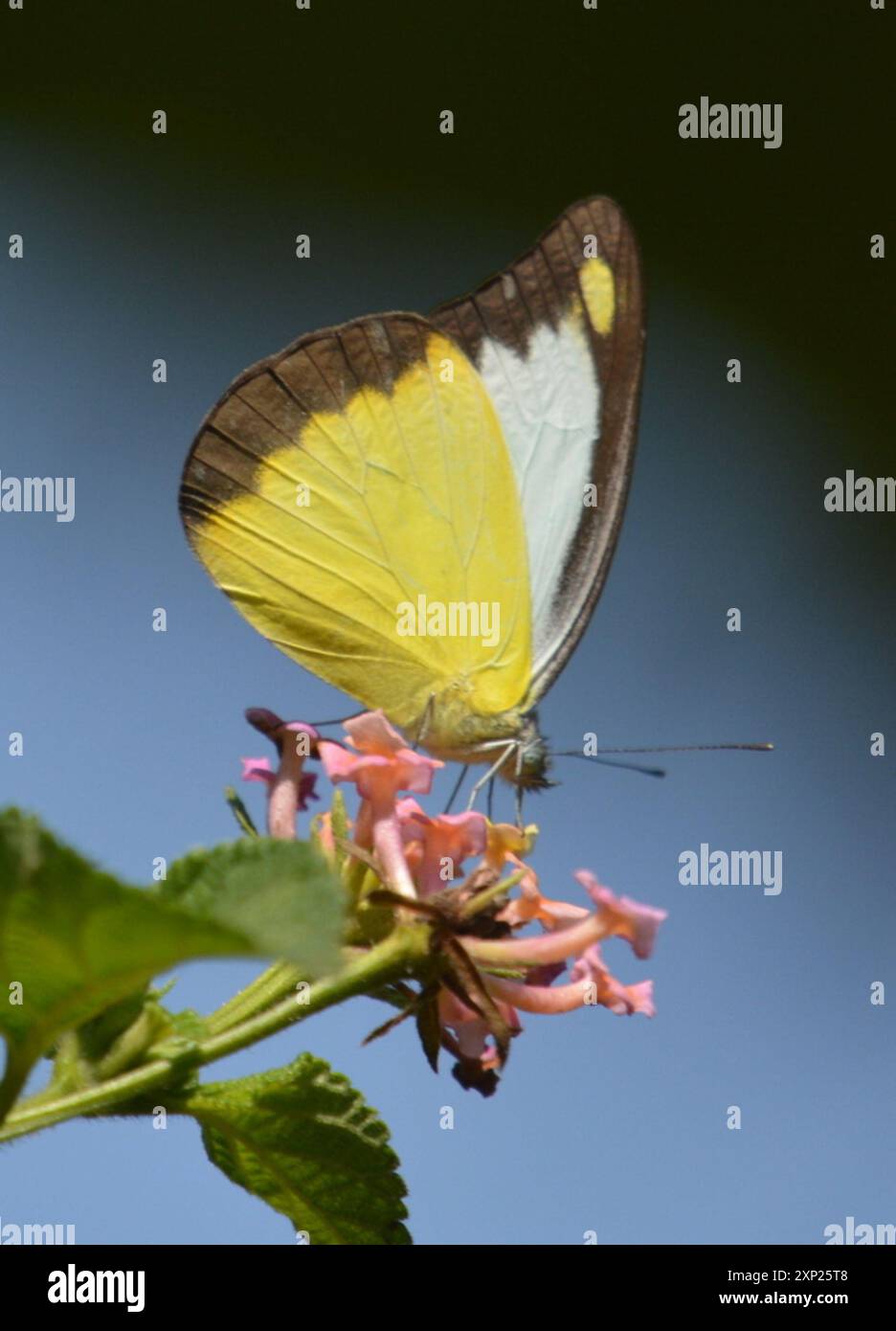 Appias lyncida hi-res stock photography and images - Alamy