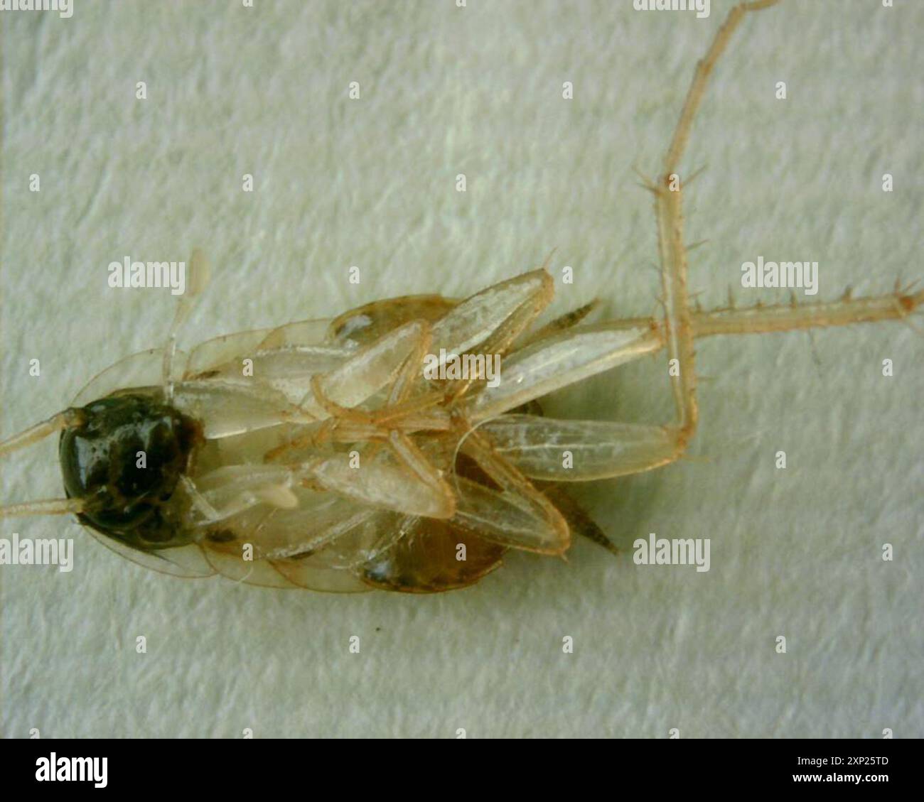 Brown-banded Cockroach (Supella longipalpa) Insecta Stock Photo - Alamy