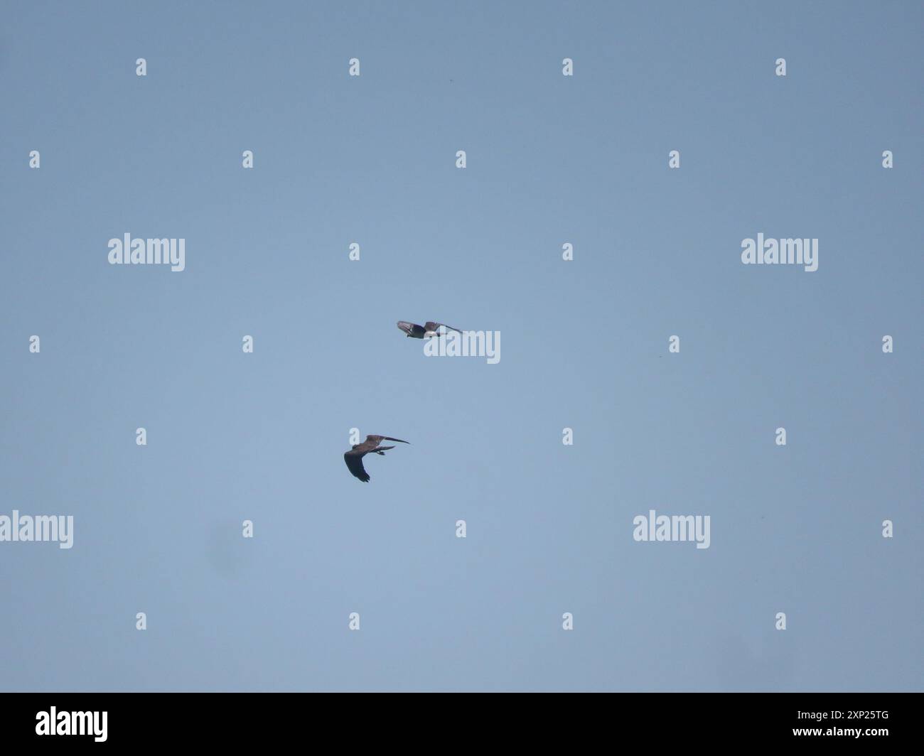 Long-winged Harrier (Circus buffoni) Aves Stock Photo - Alamy