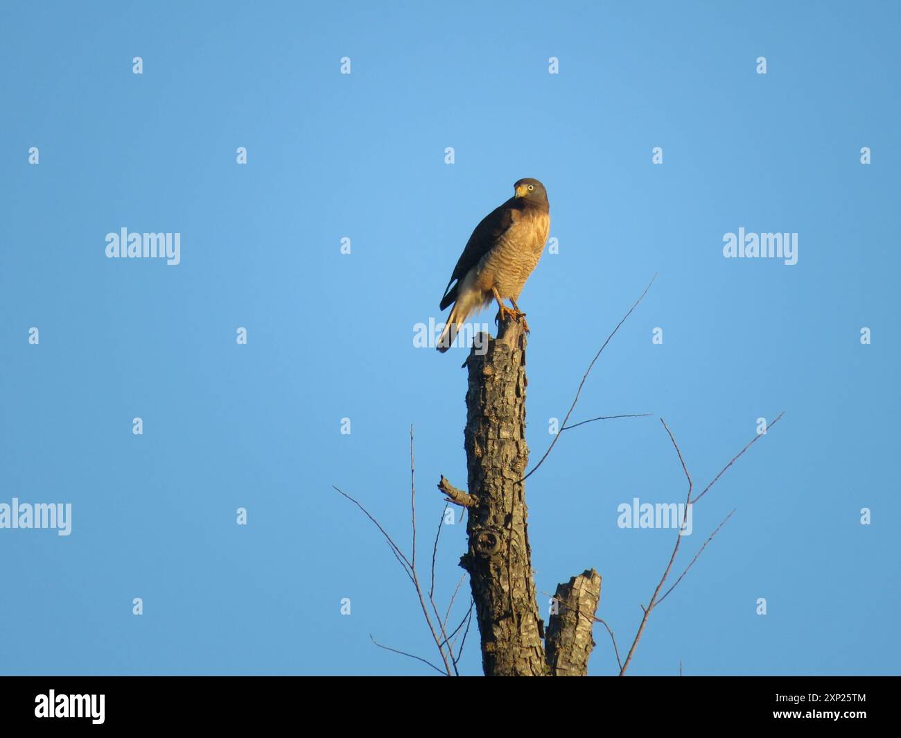 Roadside Hawk (Rupornis magnirostris) Aves Stock Photo - Alamy