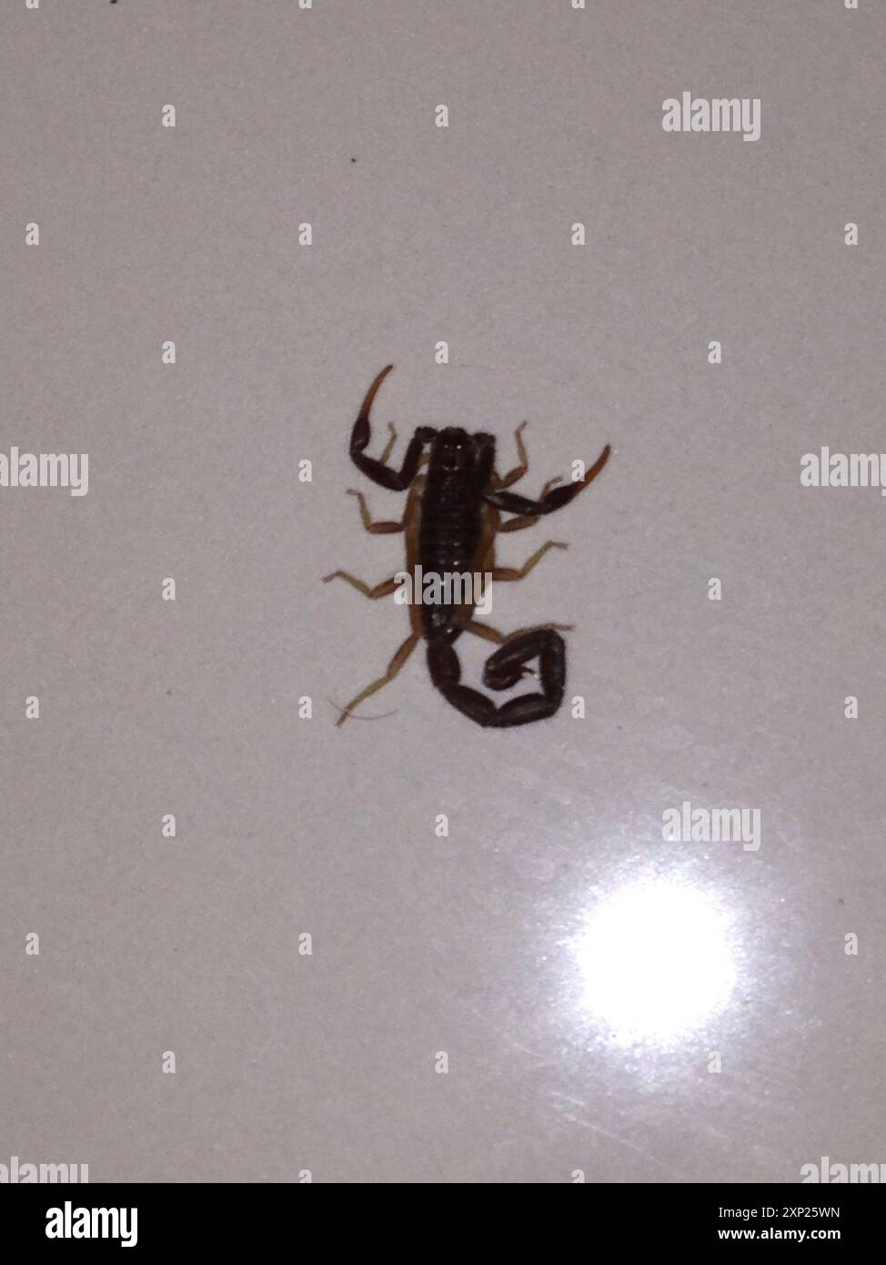 (Centruroides tapachulaensis) Arachnida Stock Photo - Alamy
