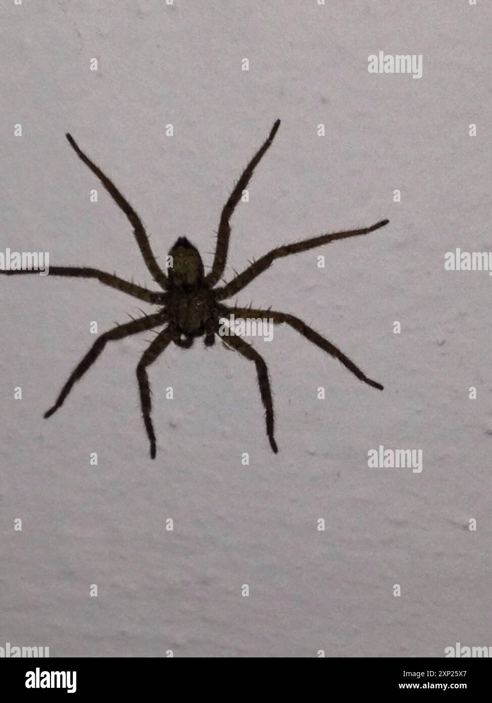 Crescent-eyed Spiders (Selenops) Arachnida Stock Photo - Alamy