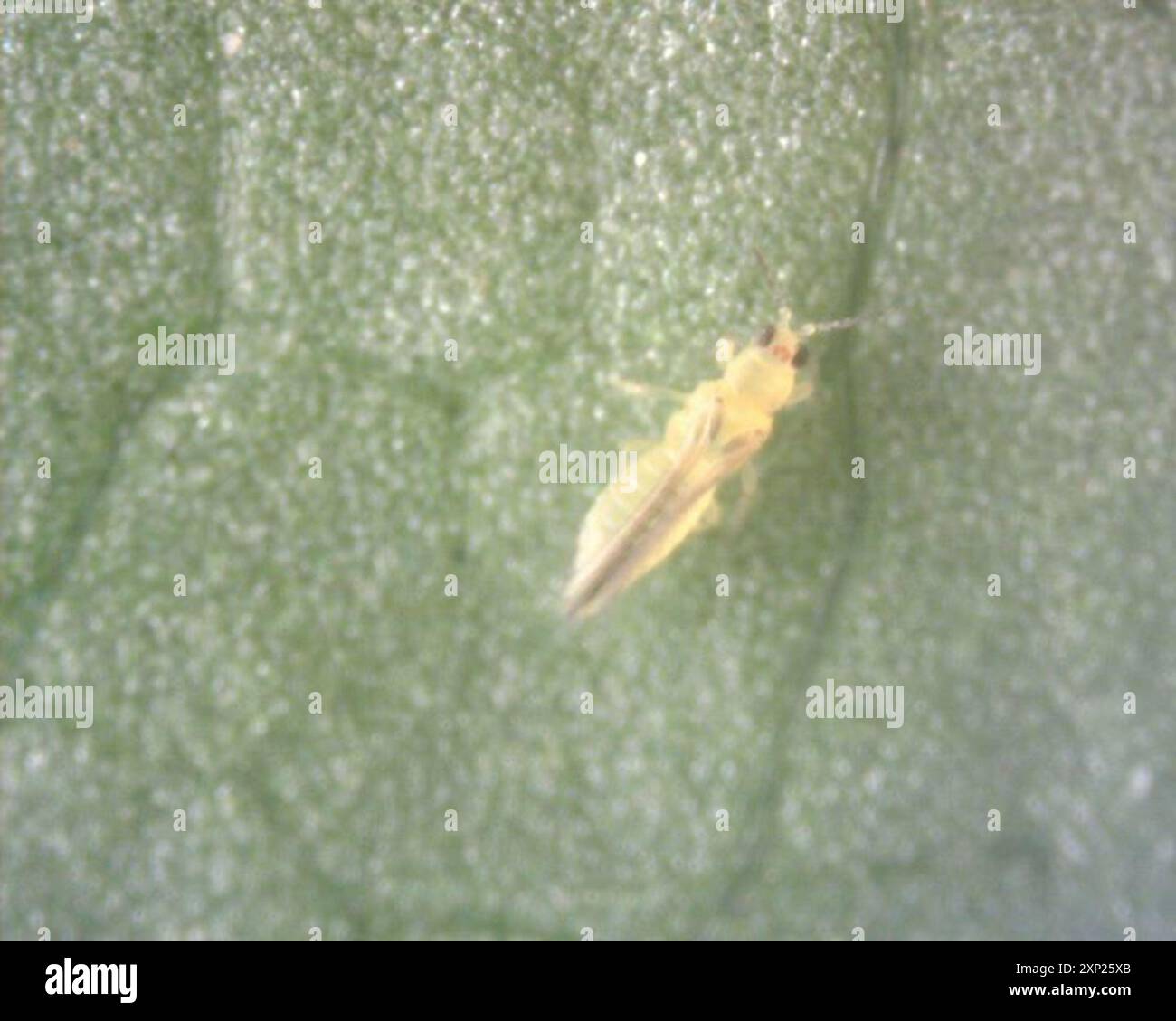 Chilli Thrips (Scirtothrips dorsalis) Insecta Stock Photo - Alamy