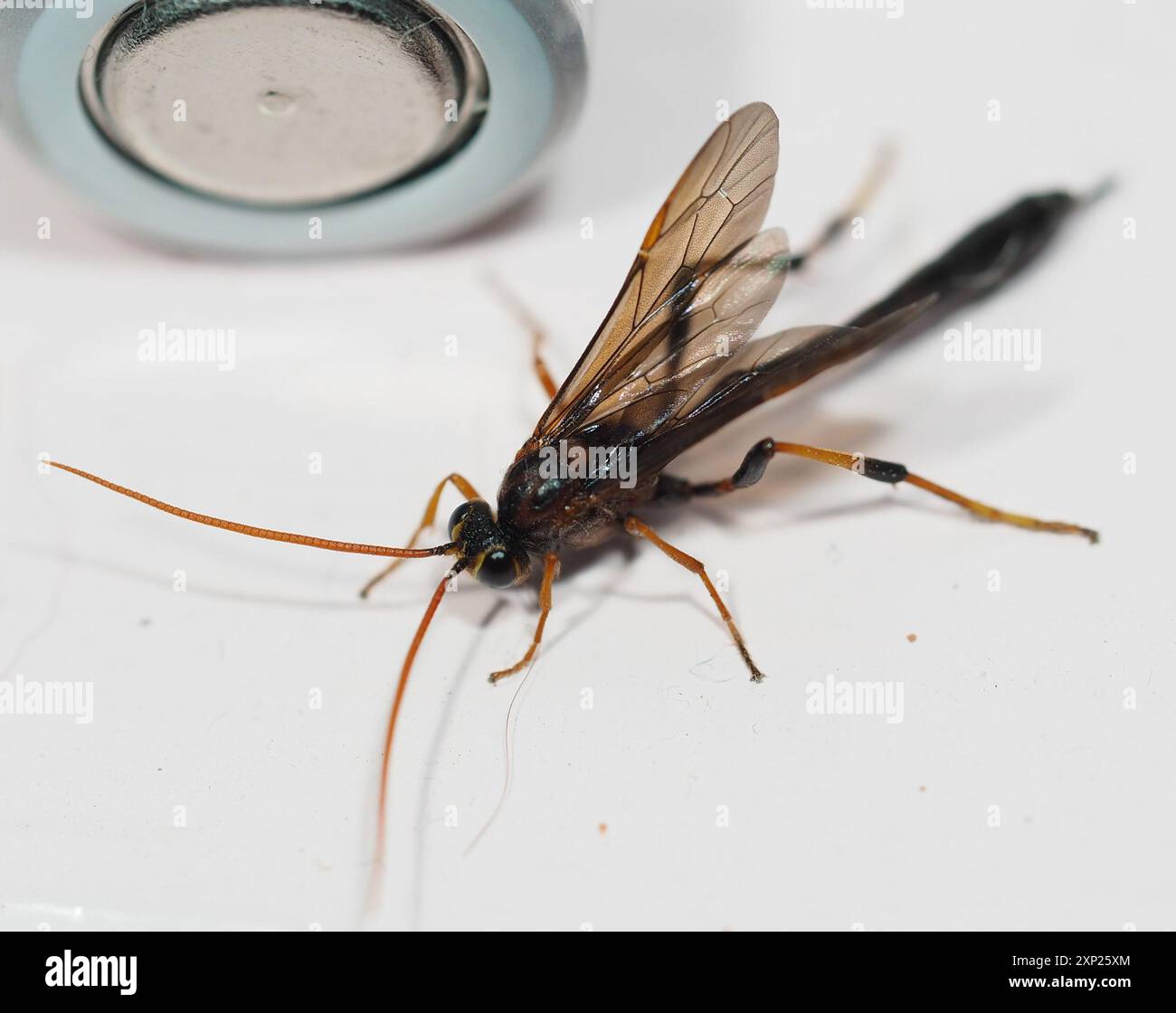 Ichneumonid Wasps (Ichneumonidae) Insecta Stock Photo - Alamy