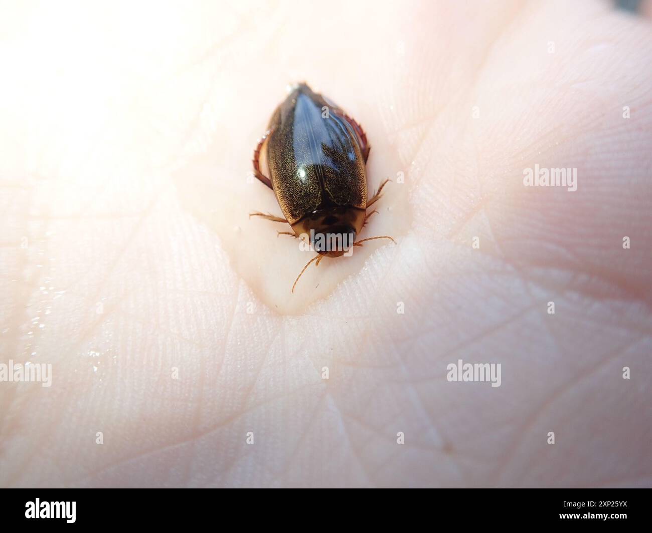 Rhantus suturalis hi-res stock photography and images - Alamy