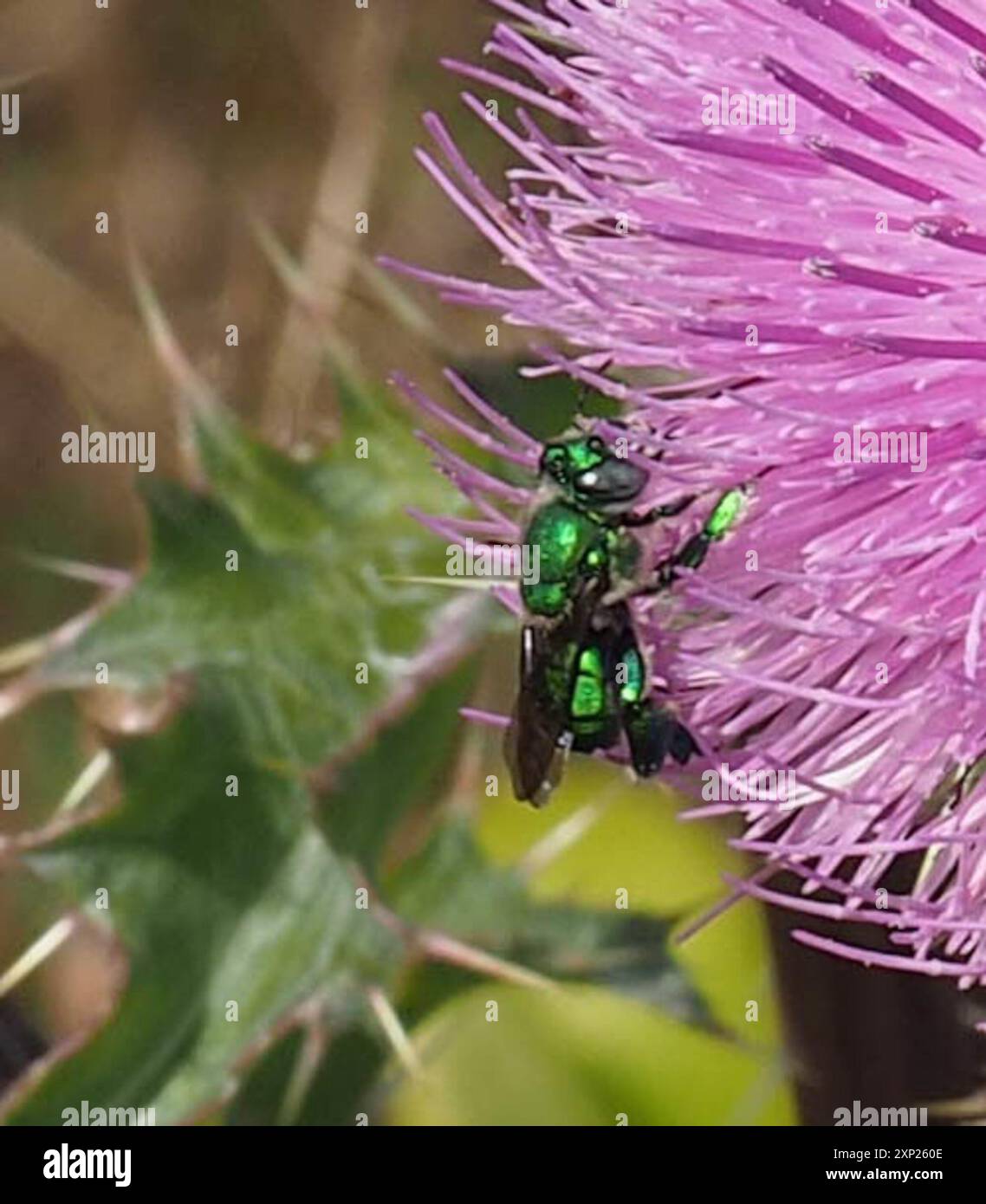 Dilemma Orchid Bee (Euglossa dilemma) Insecta Stock Photo - Alamy