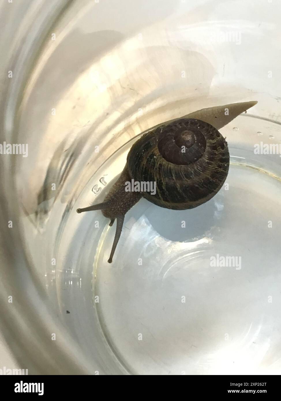 Garden Snail (Cornu aspersum) Mollusca Stock Photo - Alamy