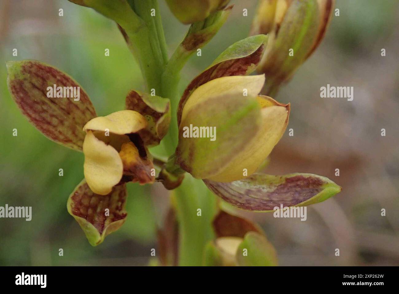 Mini Harlequin (Eulophia parviflora) Plantae Stock Photo - Alamy