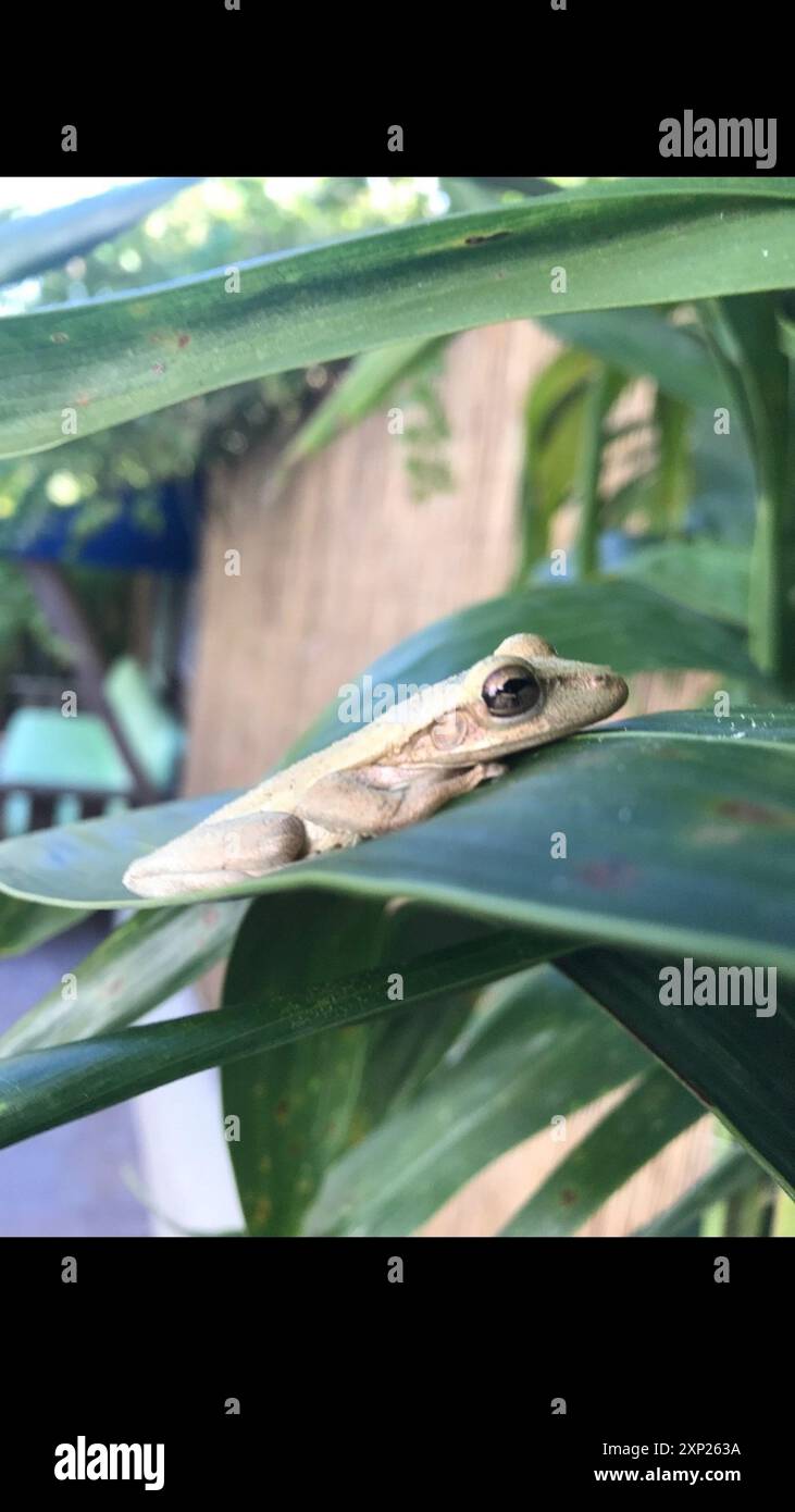 Cuban Tree Frog (Osteopilus septentrionalis) Amphibia Stock Photo - Alamy