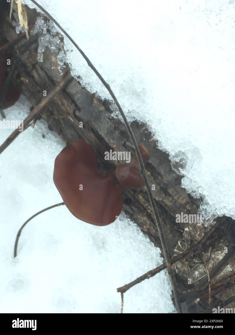 Jelly Tree Ear (Auricularia americana) Fungi Stock Photo - Alamy