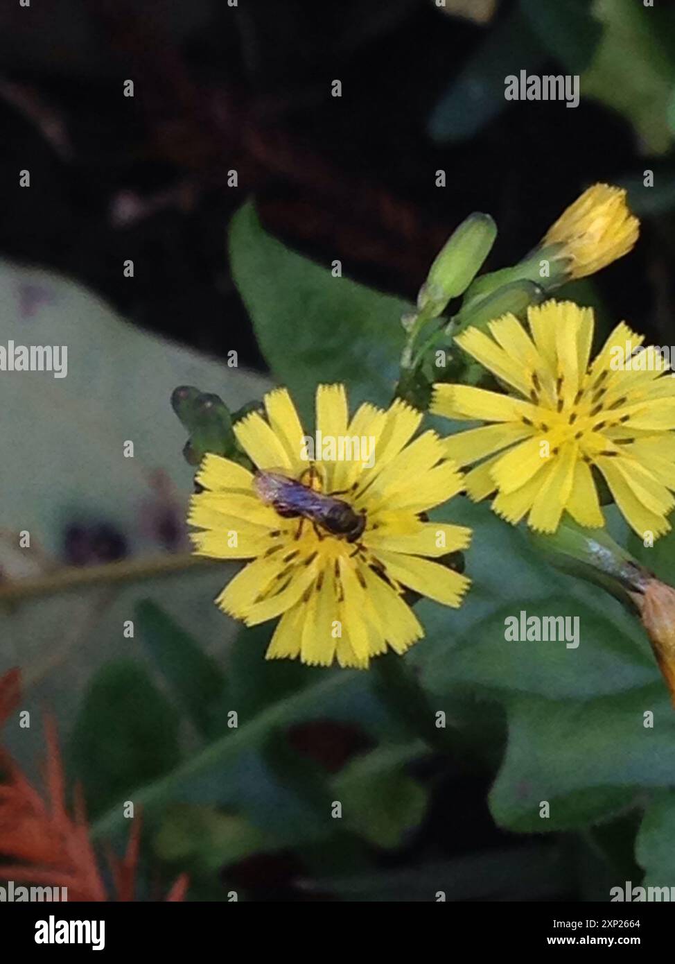 Metallic Sweat Bees (Dialictus) Insecta Stock Photo - Alamy