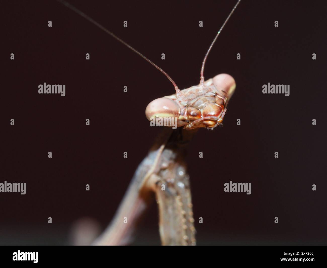 South African Mantis (Miomantis caffra) Insecta Stock Photo - Alamy