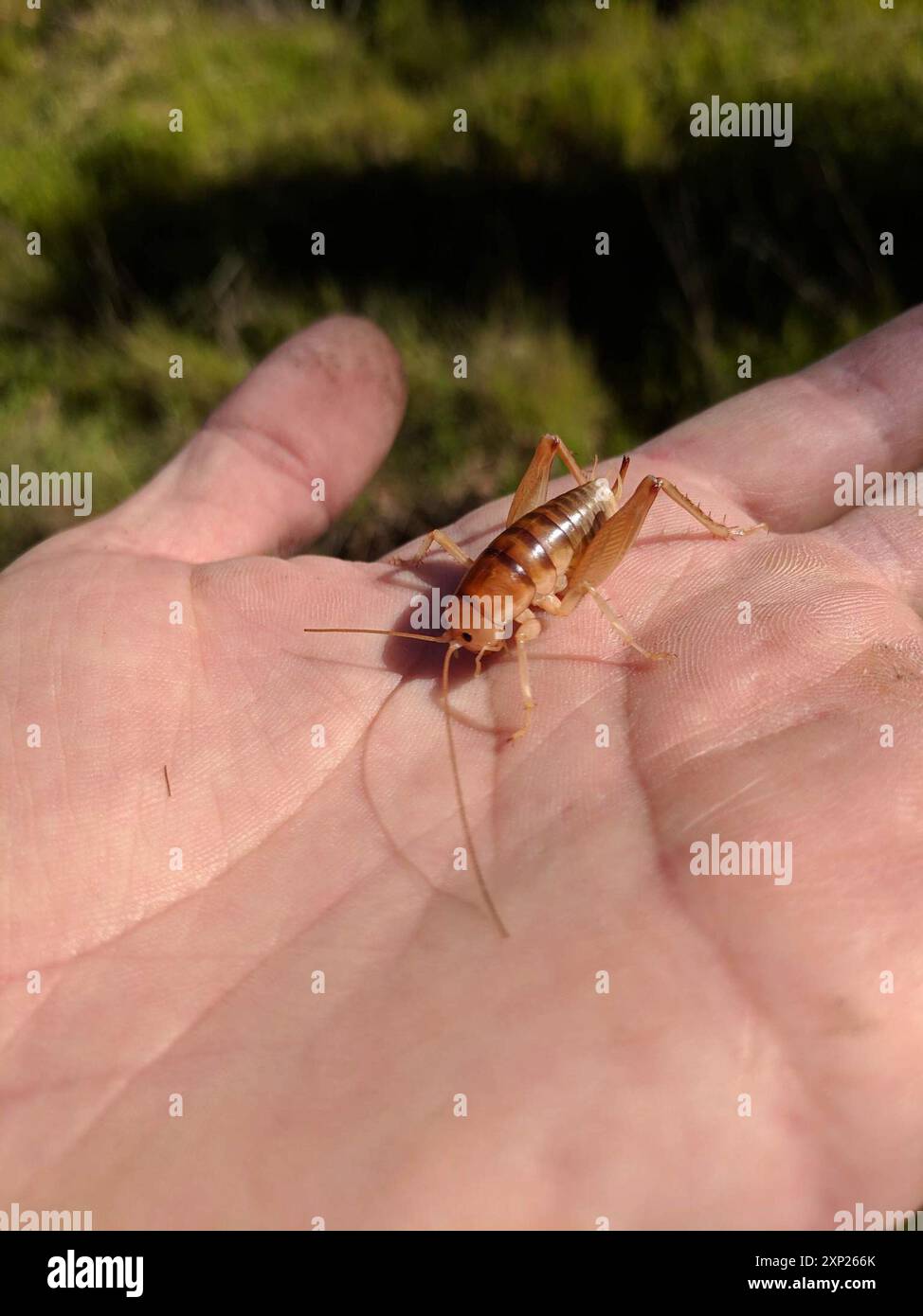 California Camel Cricket (Ceuthophilus californianus) Insecta Stock ...