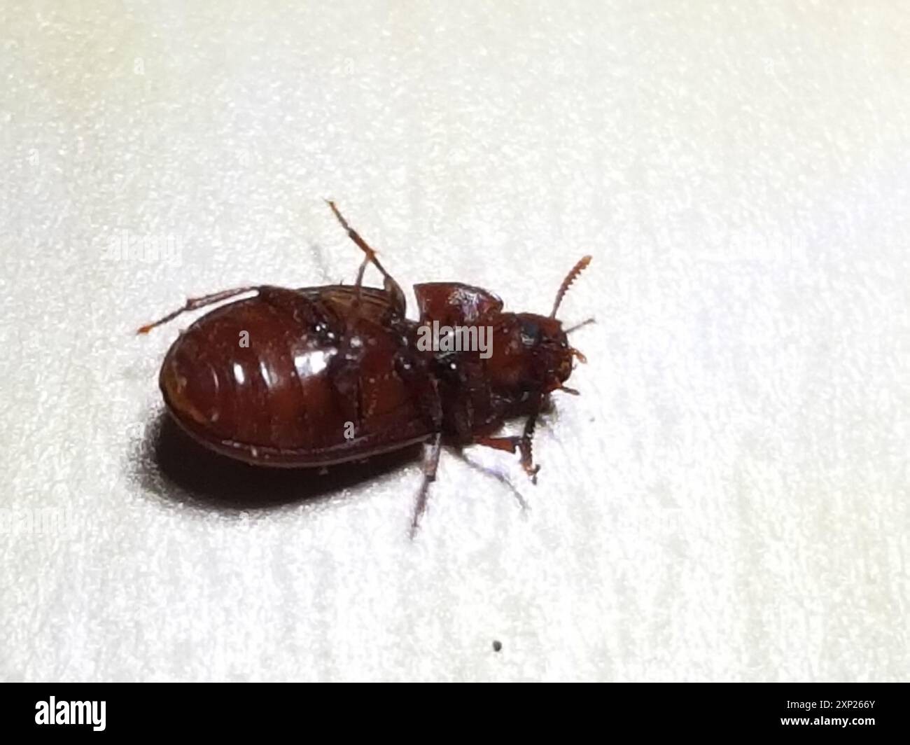 Lesser Mealworm (Alphitobius diaperinus) Insecta Stock Photo - Alamy