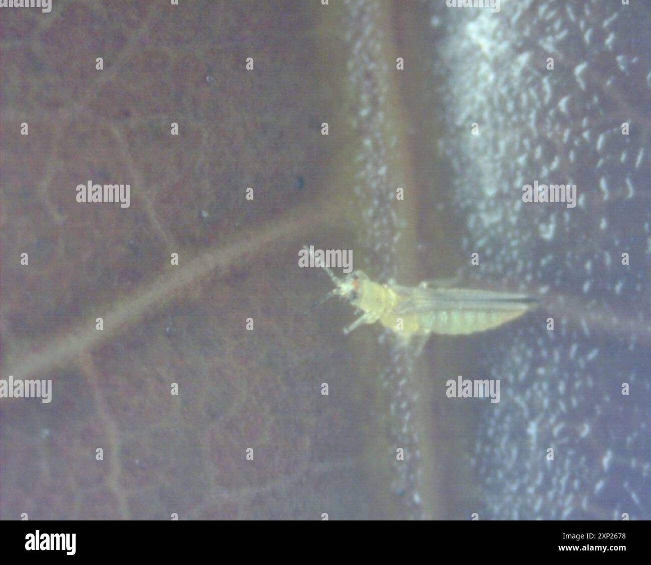 Chilli Thrips (Scirtothrips dorsalis) Insecta Stock Photo - Alamy