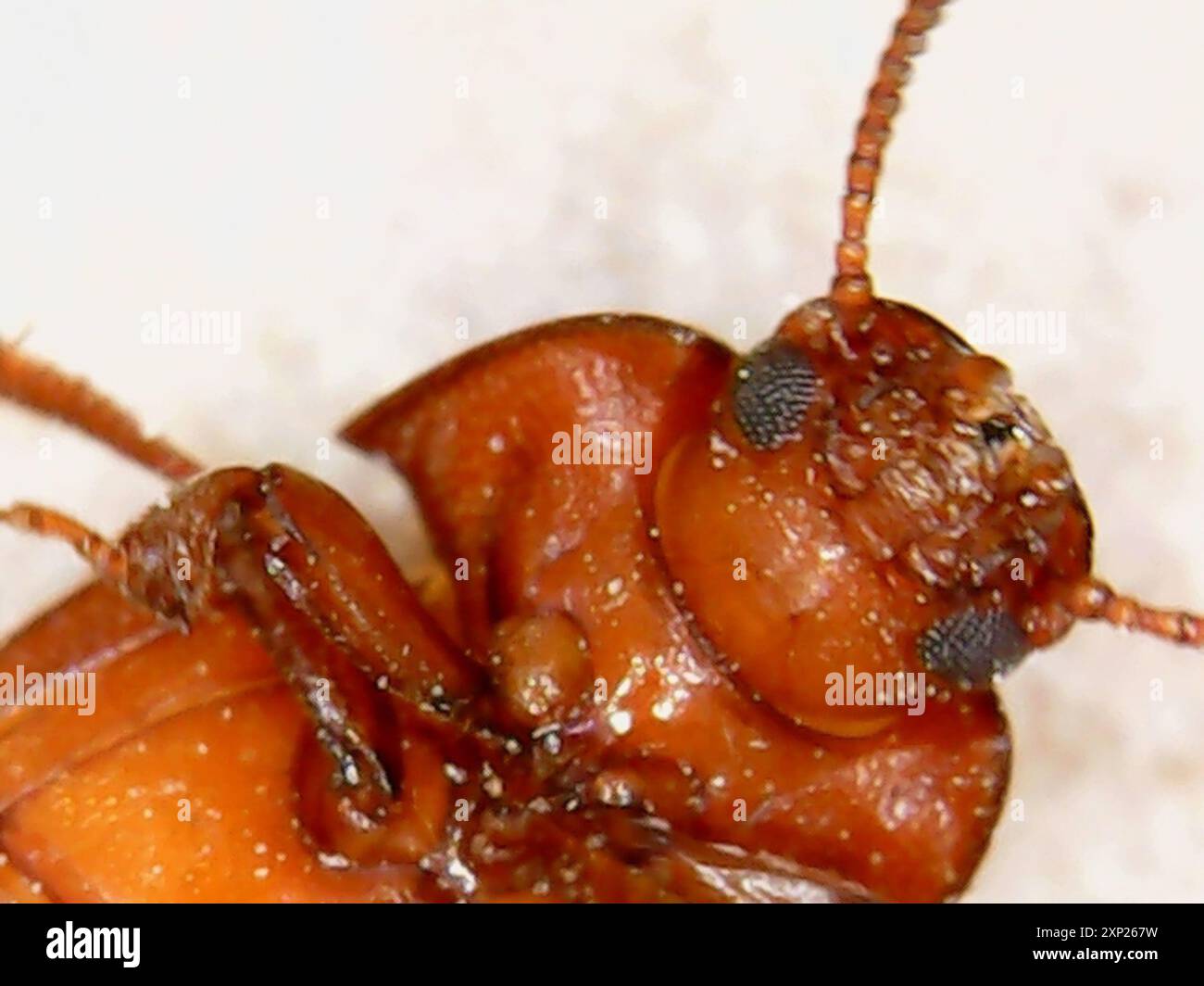 Lesser Mealworm (Alphitobius diaperinus) Insecta Stock Photo - Alamy