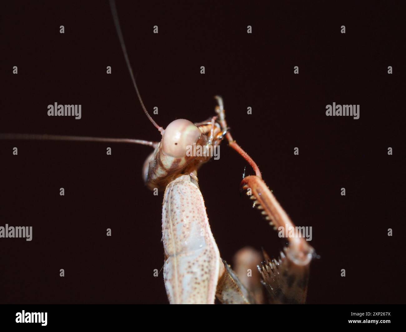 South African Mantis (Miomantis caffra) Insecta Stock Photo - Alamy