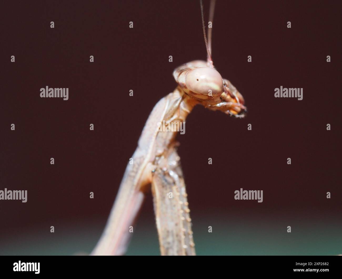 South African Mantis (Miomantis caffra) Insecta Stock Photo - Alamy