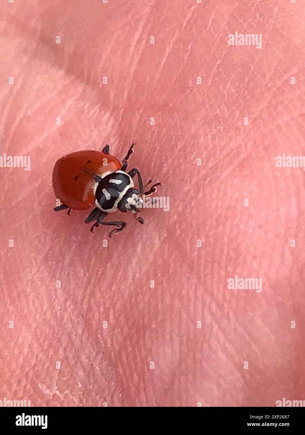 Convergent Lady Beetle (Hippodamia convergens) Insecta Stock Photo - Alamy