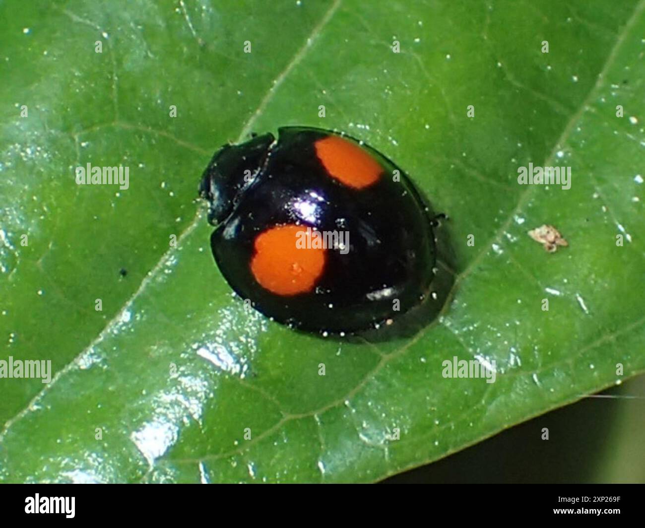 Cactus Lady Beetle (Chilocorus cacti) Insecta Stock Photo - Alamy