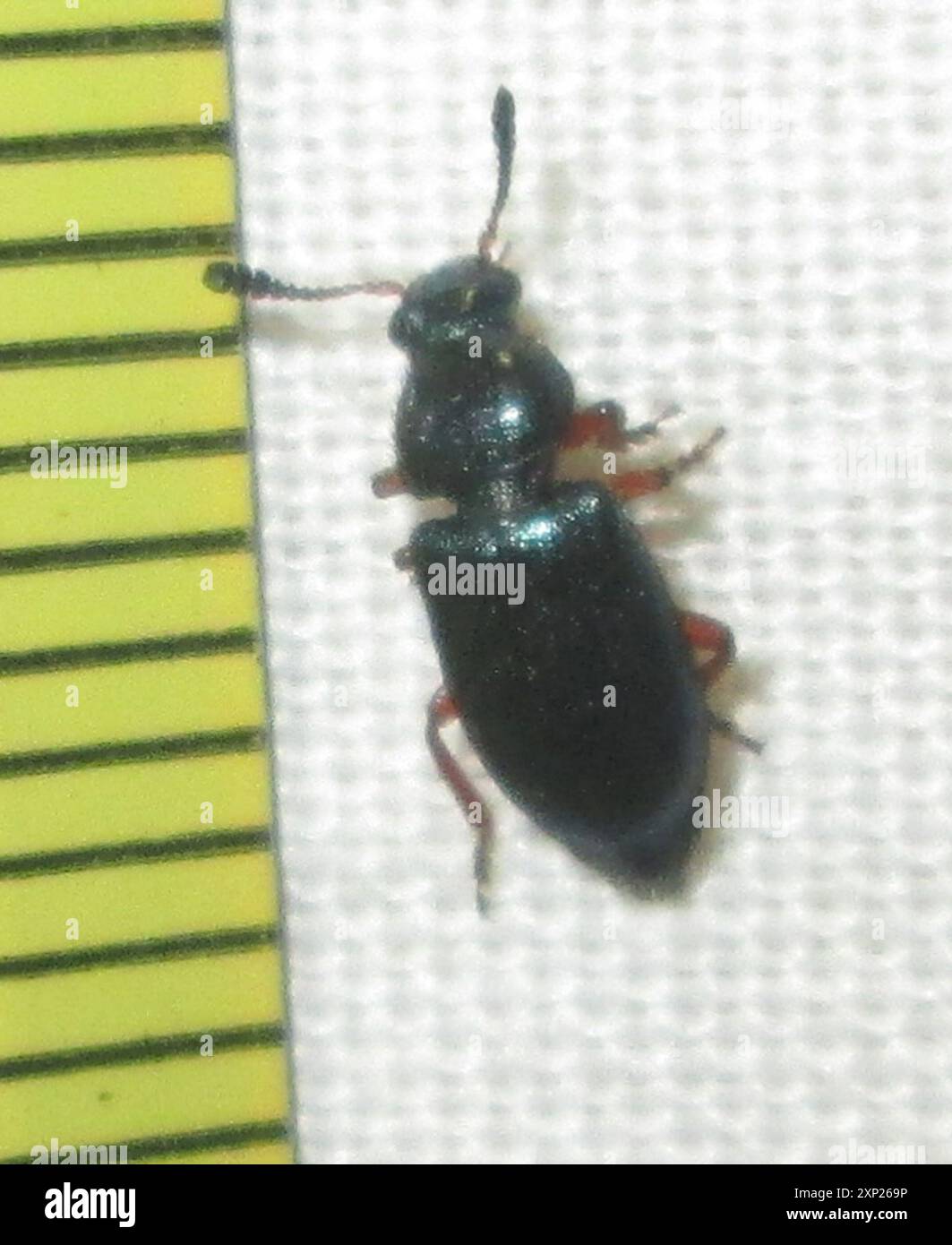 Redlegged Ham Beetle (Necrobia rufipes) Insecta Stock Photo - Alamy