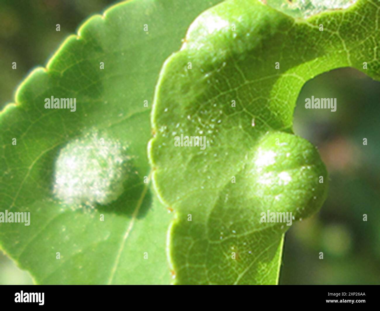 buffalo-thorn (Ziziphus mucronata) Plantae Stock Photo - Alamy