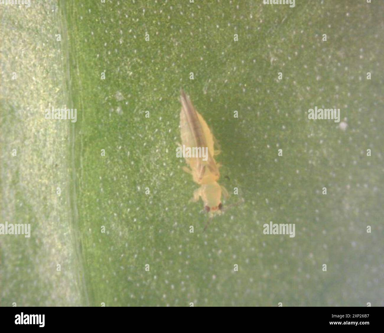 Chilli Thrips (Scirtothrips dorsalis) Insecta Stock Photo - Alamy