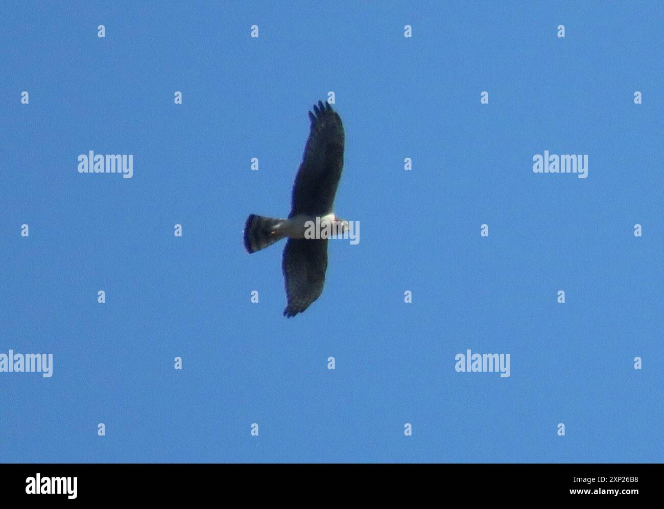 Long-winged Harrier (Circus buffoni) Aves Stock Photo - Alamy