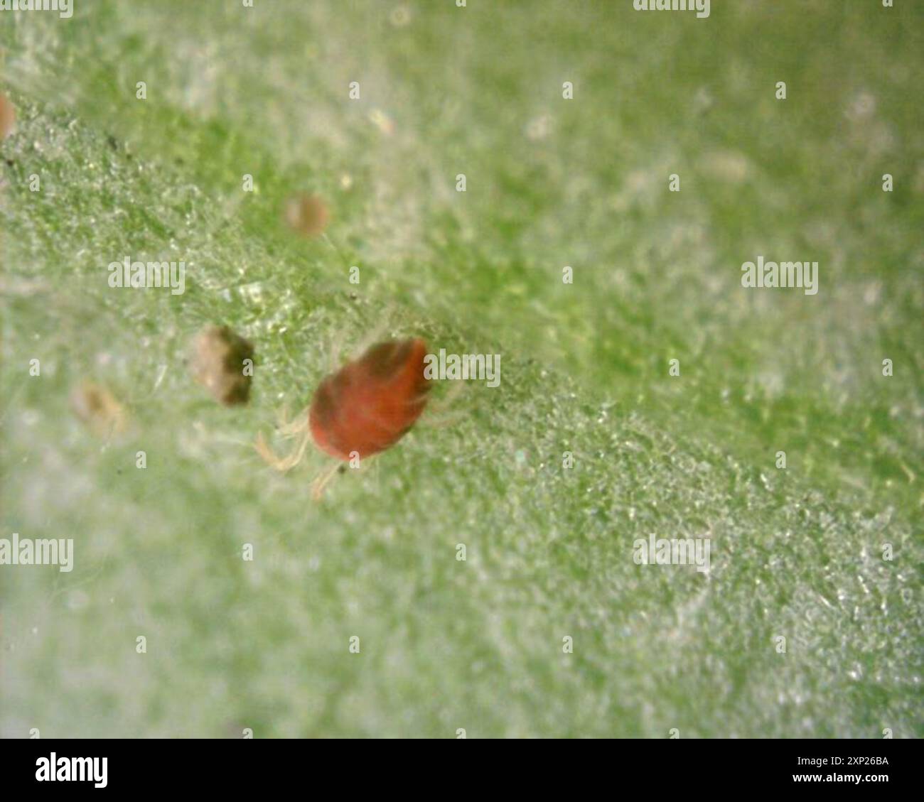 Twospotted Spider Mite (Tetranychus urticae) Arachnida Stock Photo - Alamy