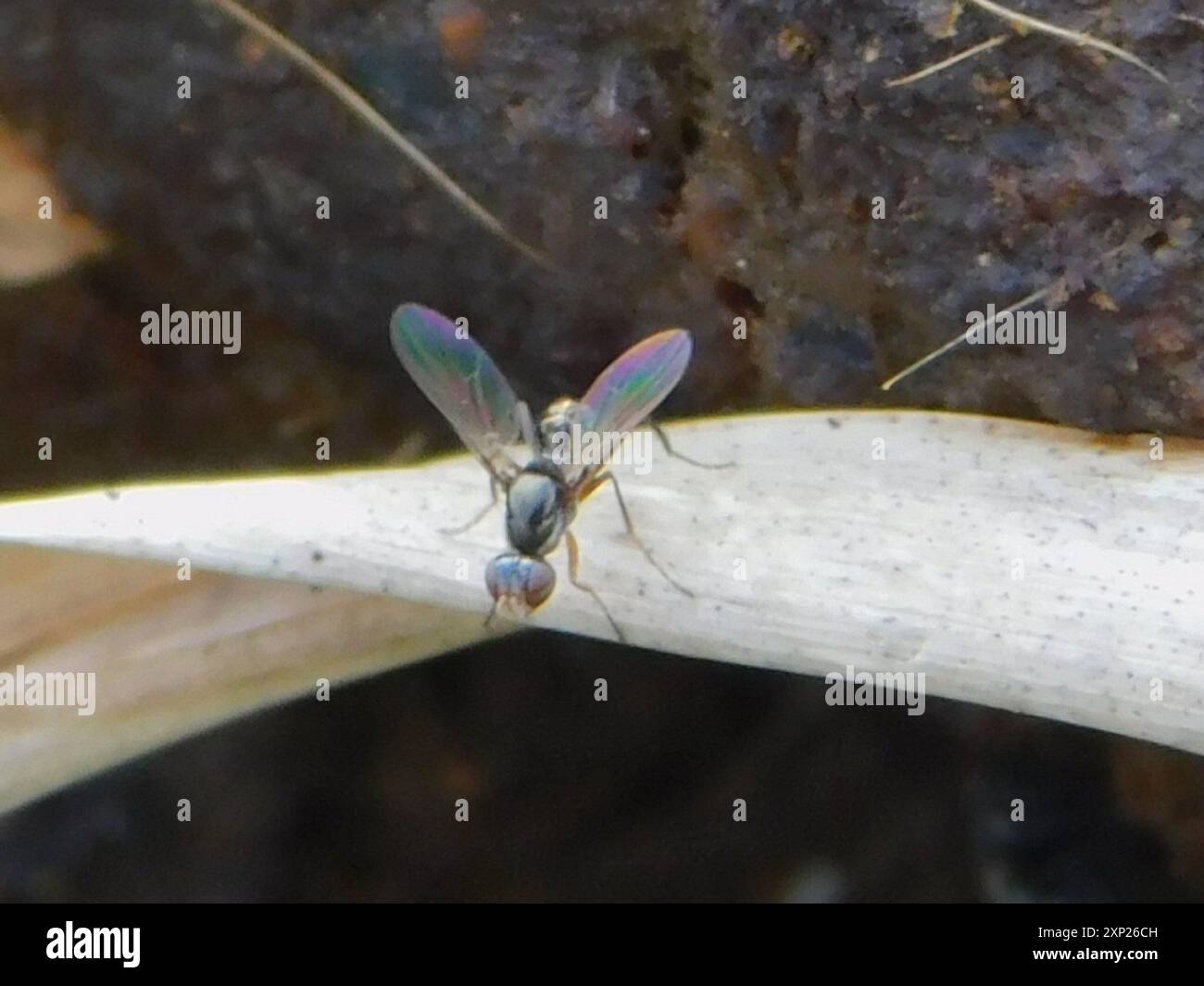 Black Scavenger Flies (Sepsidae) Insecta Stock Photo - Alamy