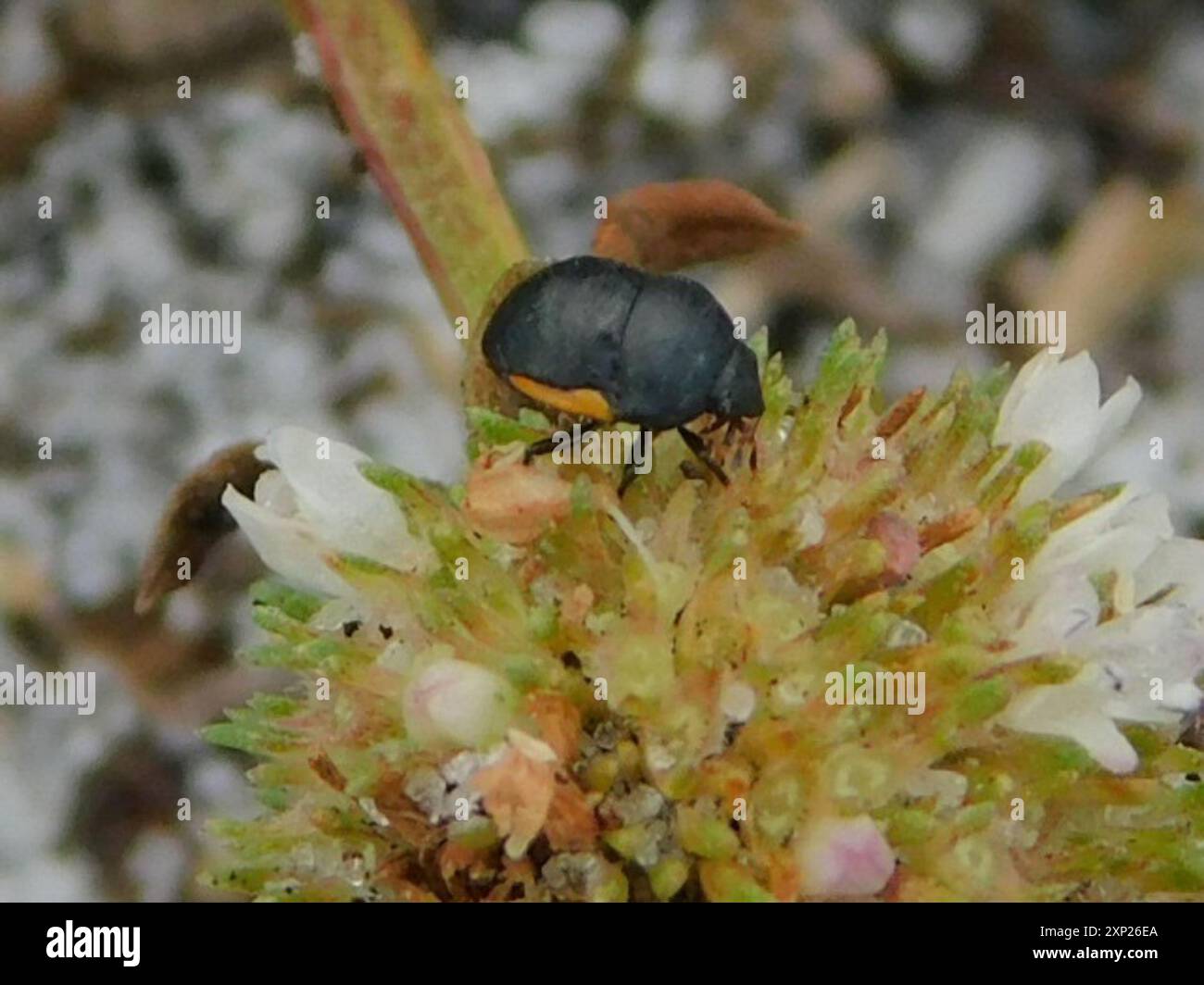 Ebony Bugs (Thyreocoridae) Insecta Stock Photo - Alamy
