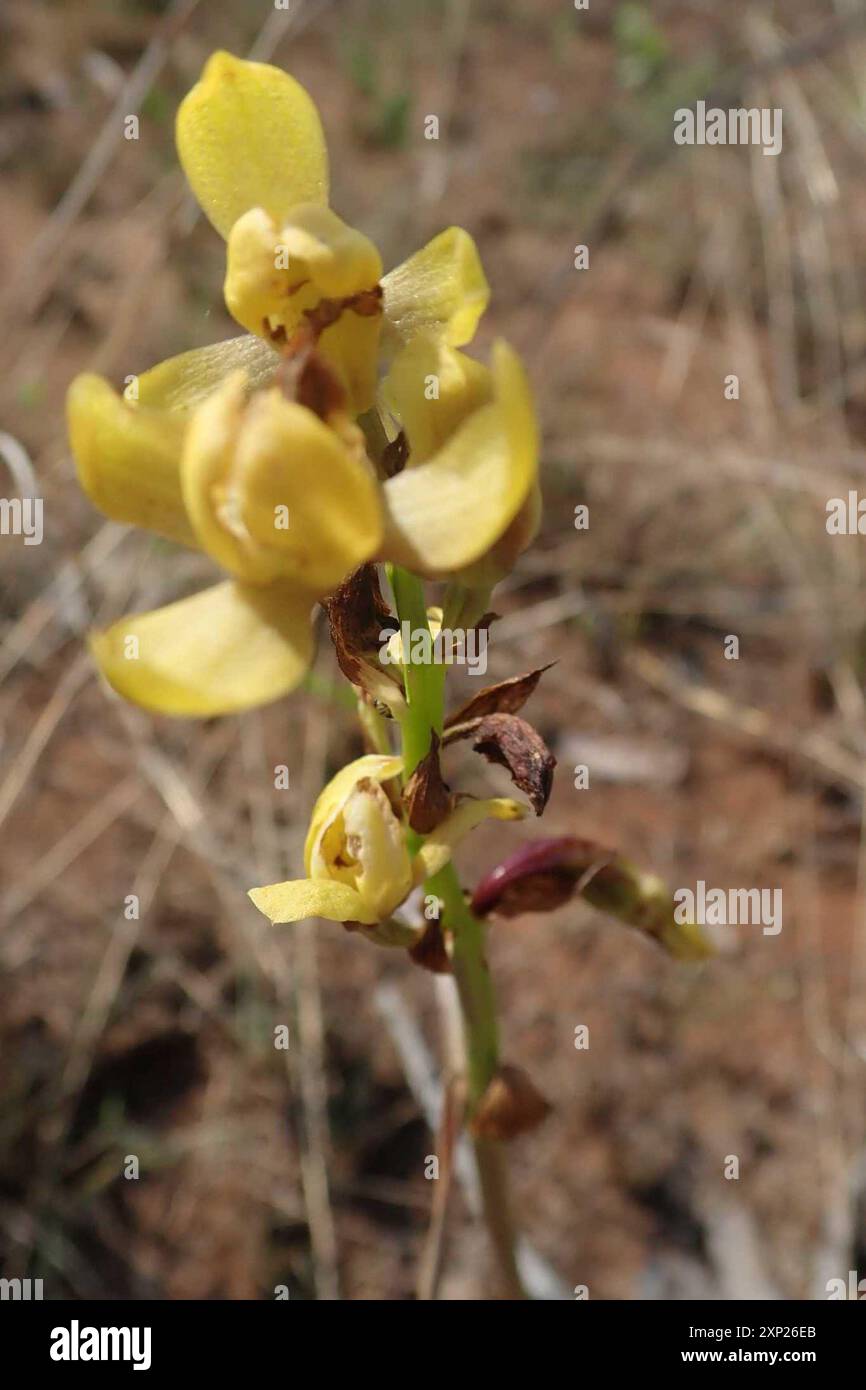 Mini Harlequin (Eulophia parviflora) Plantae Stock Photo - Alamy