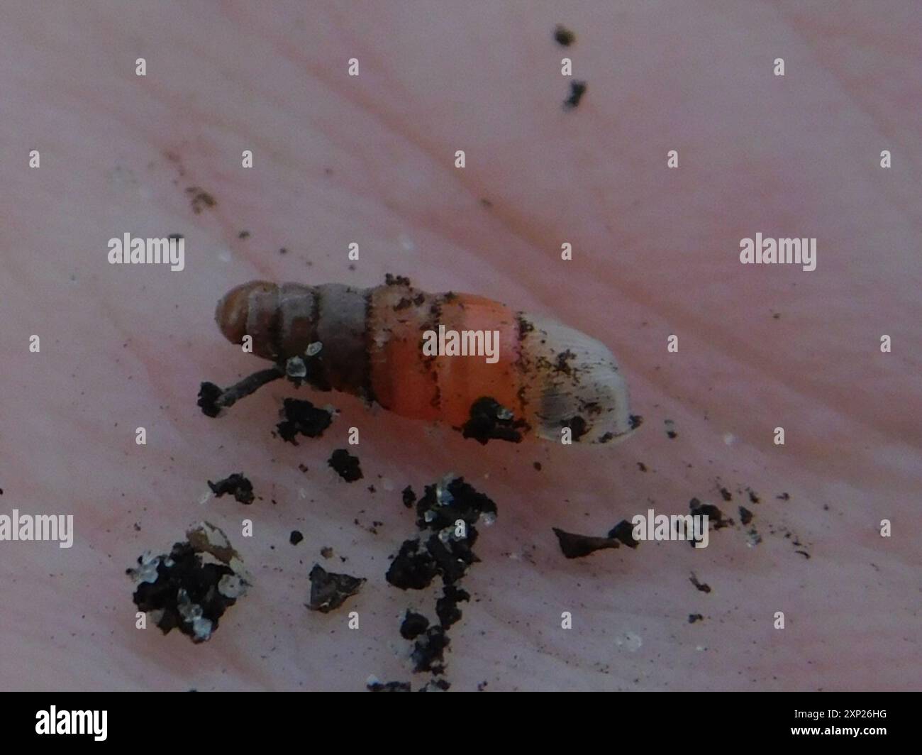 Two-tone Gulella (Gulella bicolor) Mollusca Stock Photo - Alamy