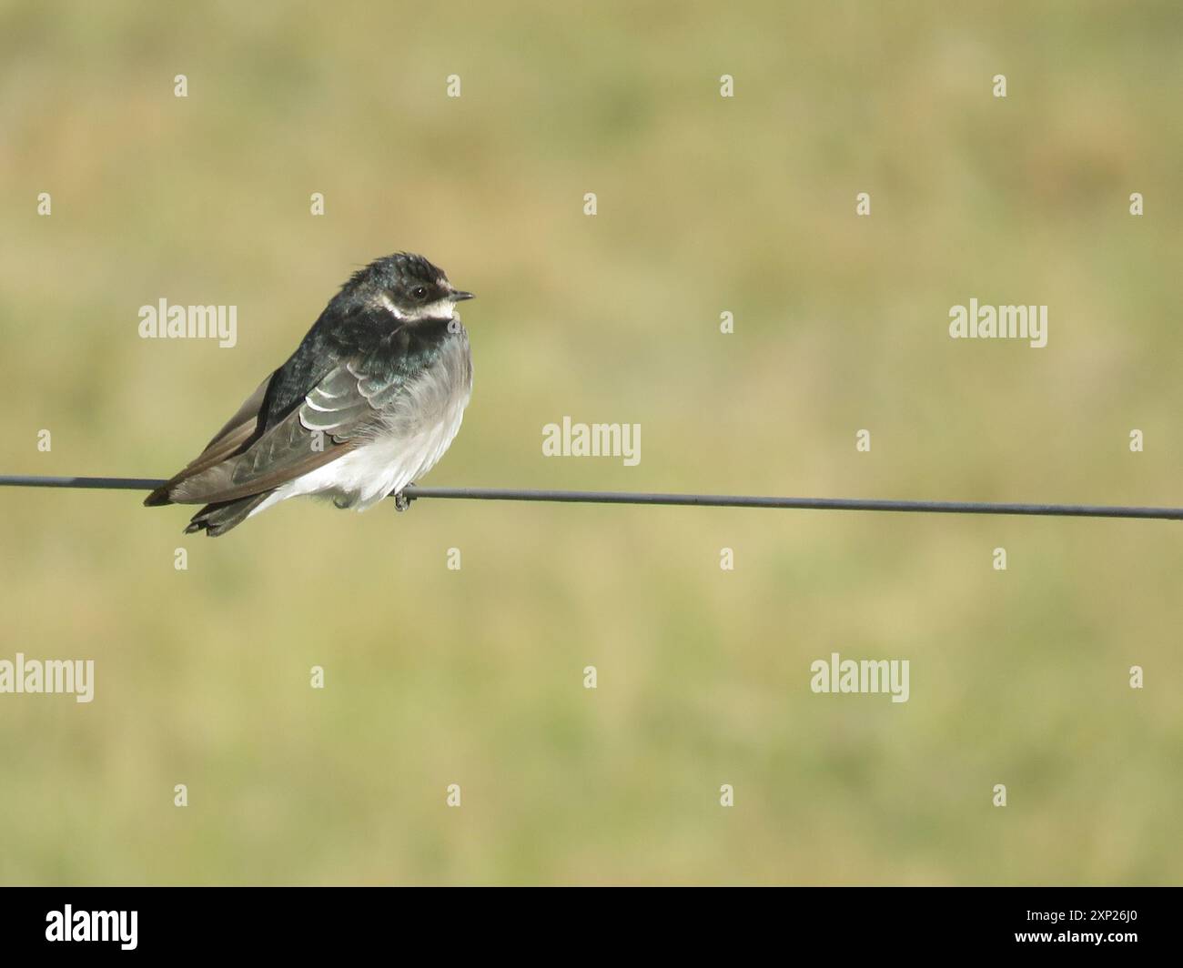 Leucorrhoa hi-res stock photography and images - Alamy