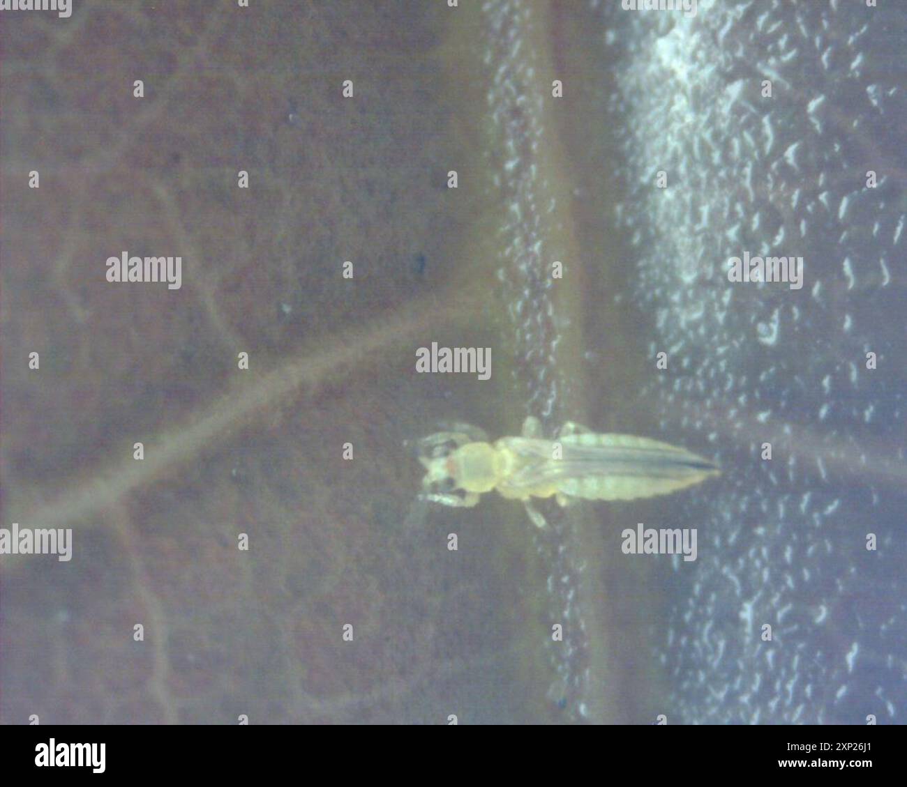 Chilli Thrips (Scirtothrips dorsalis) Insecta Stock Photo - Alamy