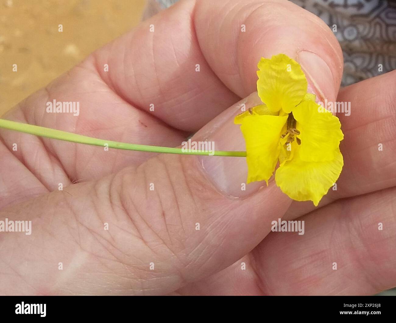 Brazilian fern tree (Schizolobium parahyba) Plantae Stock Photo - Alamy