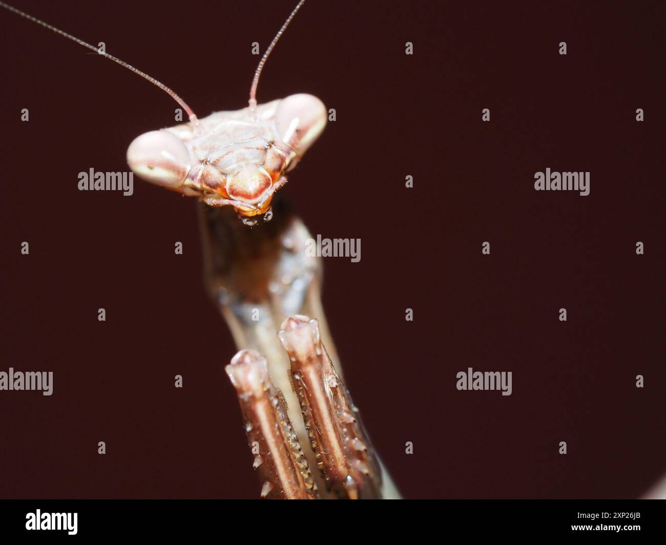 South African Mantis (Miomantis caffra) Insecta Stock Photo - Alamy