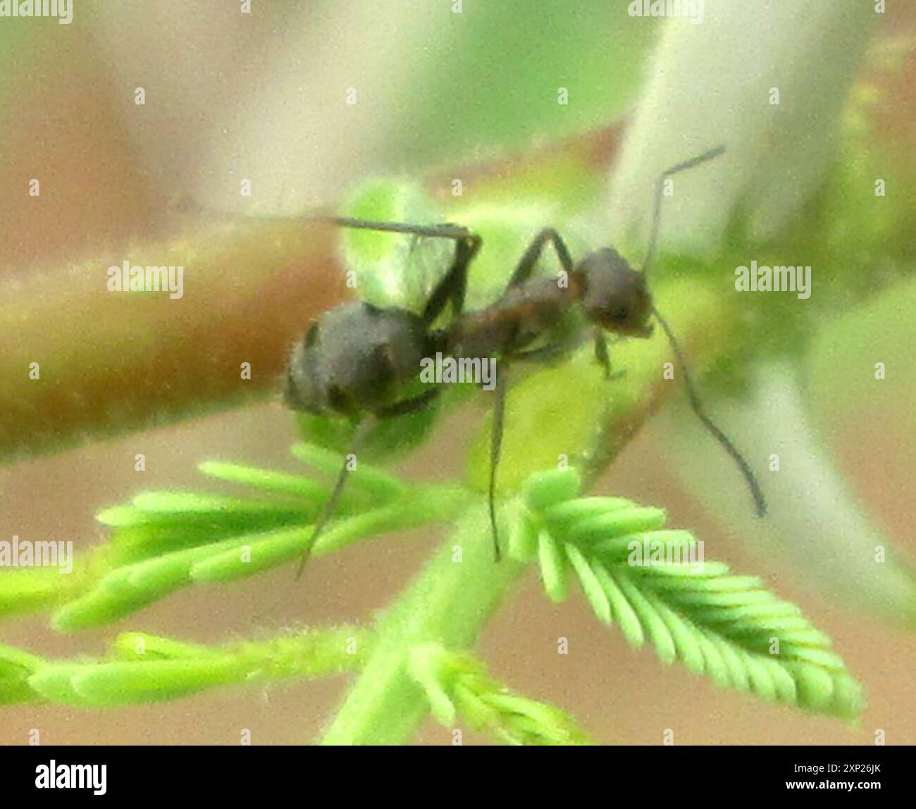 Large Pugnacious Ant (Anoplolepis custodiens) Insecta Stock Photo - Alamy