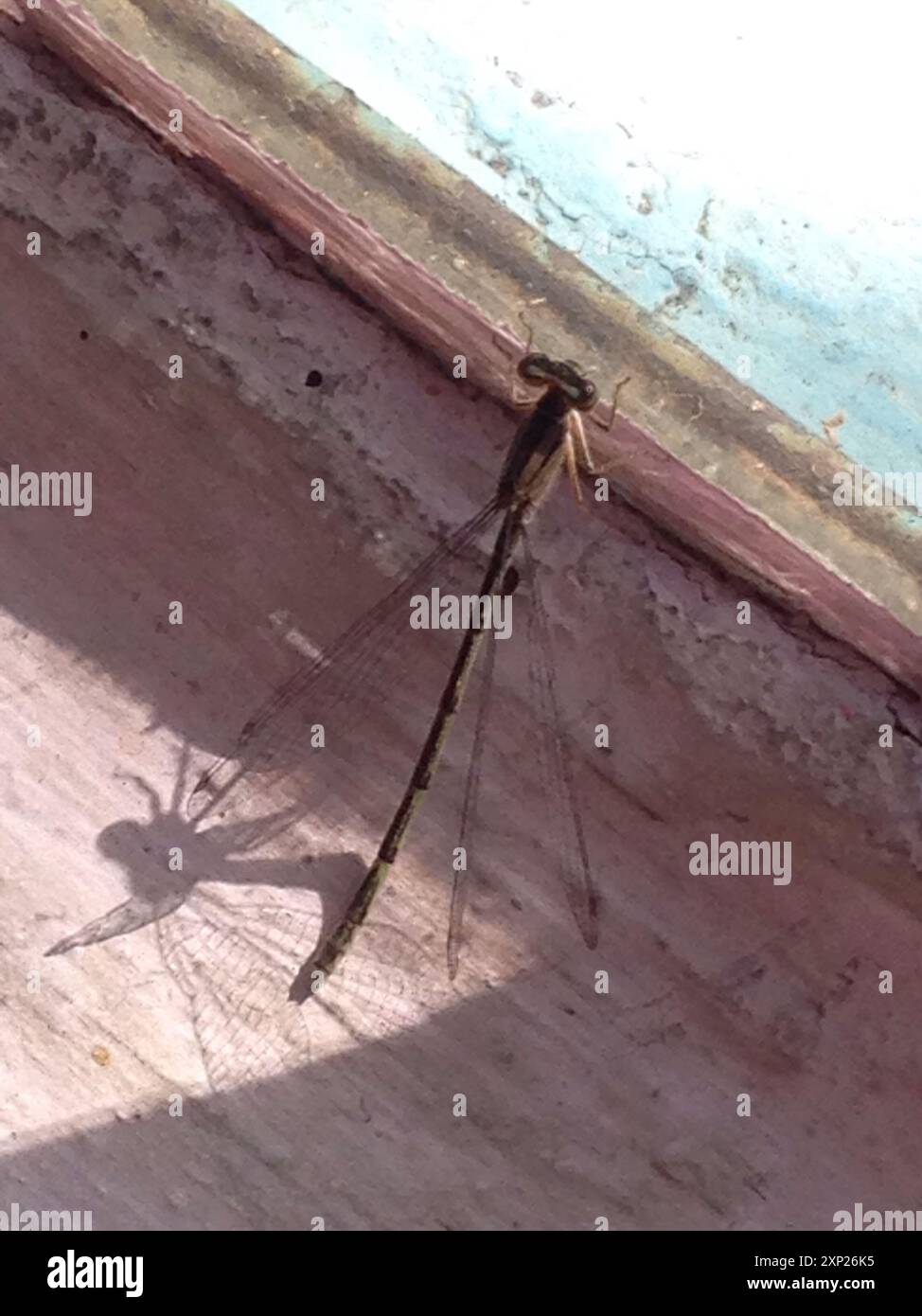 Damselflies (Zygoptera) Insecta Stock Photo - Alamy